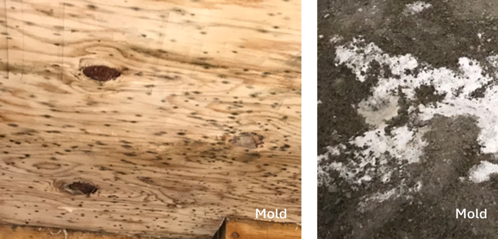 What are the Mold, Decay, Termite Infestation? - Joto-Vent System USA